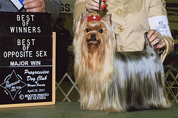 Yorkshire Terrier Breeder of Champion Yorkshire Terriers as Well As ...