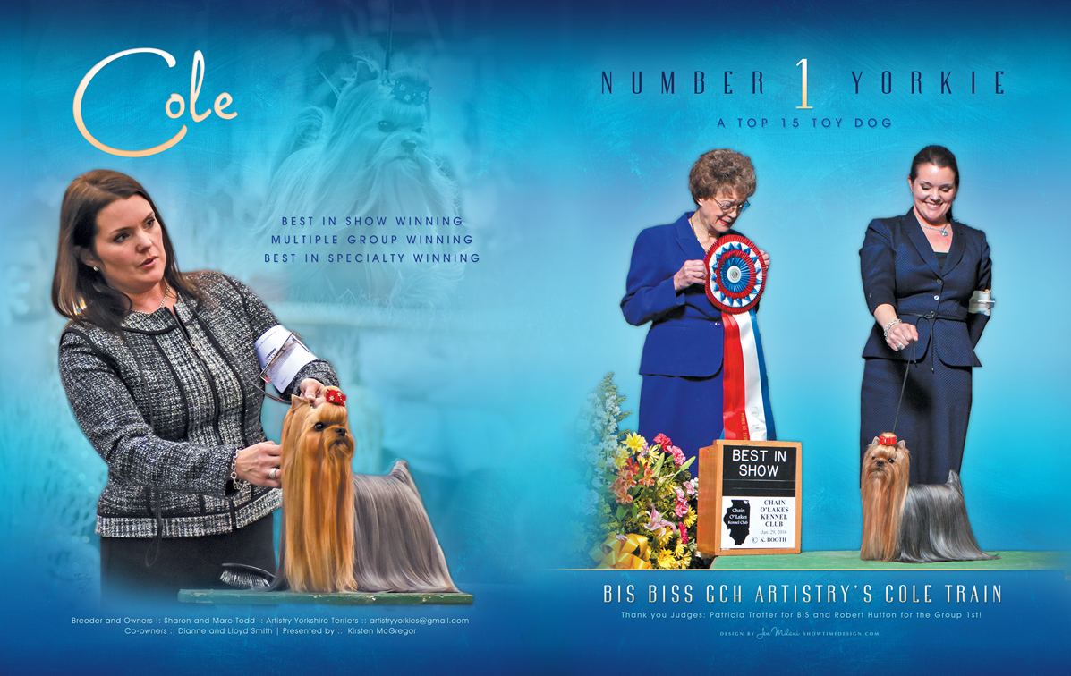 Yorkie Breeders|Artistry Yorkies